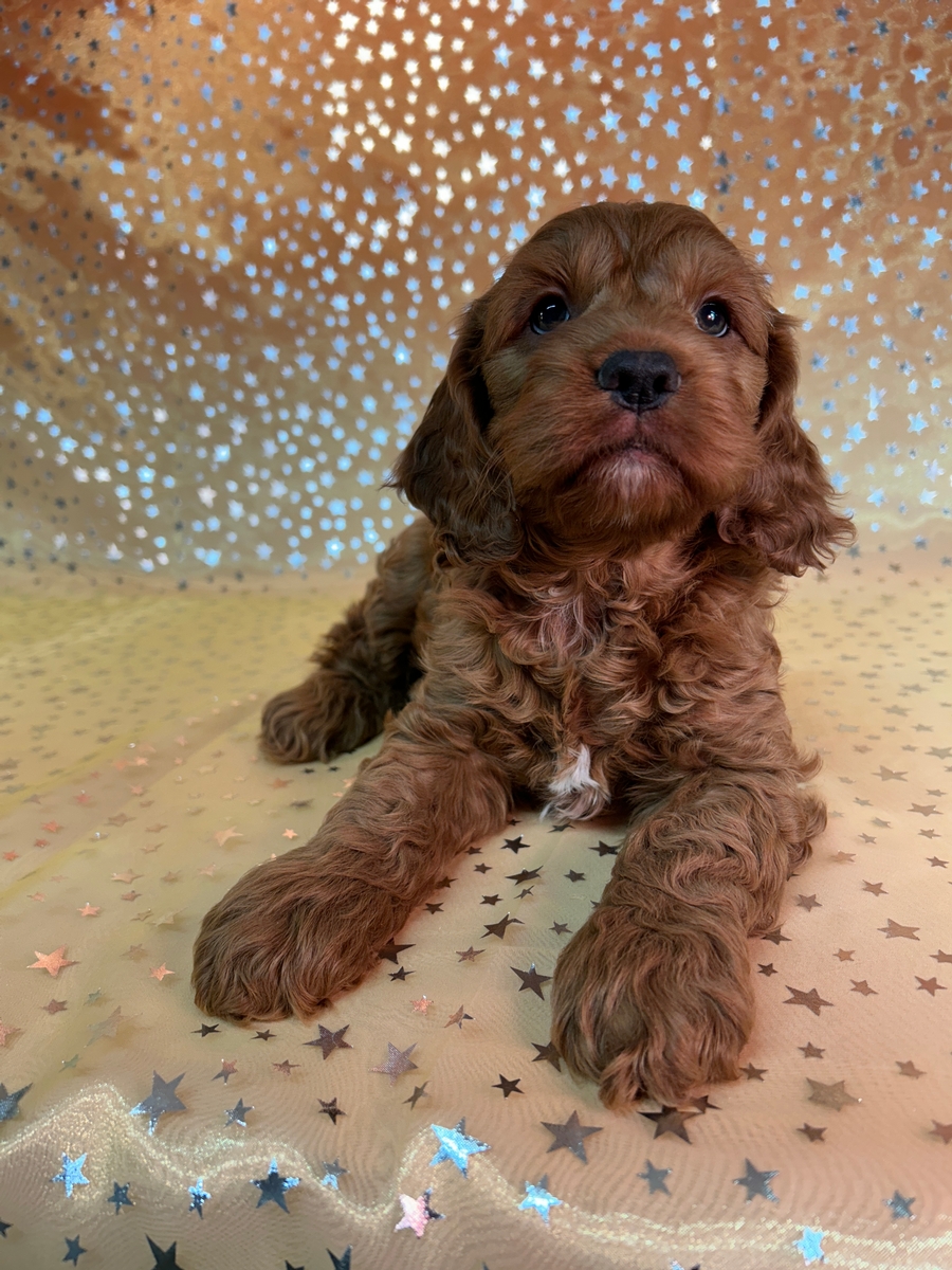 Dark Red Cockapoo for Sale, Iowa Breeder