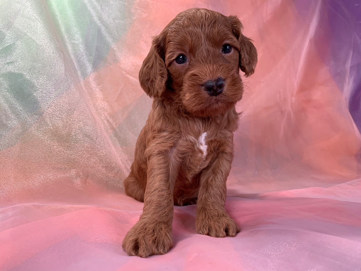 Dark Red Cockapoo Puppies for Sale, Professional Breeders