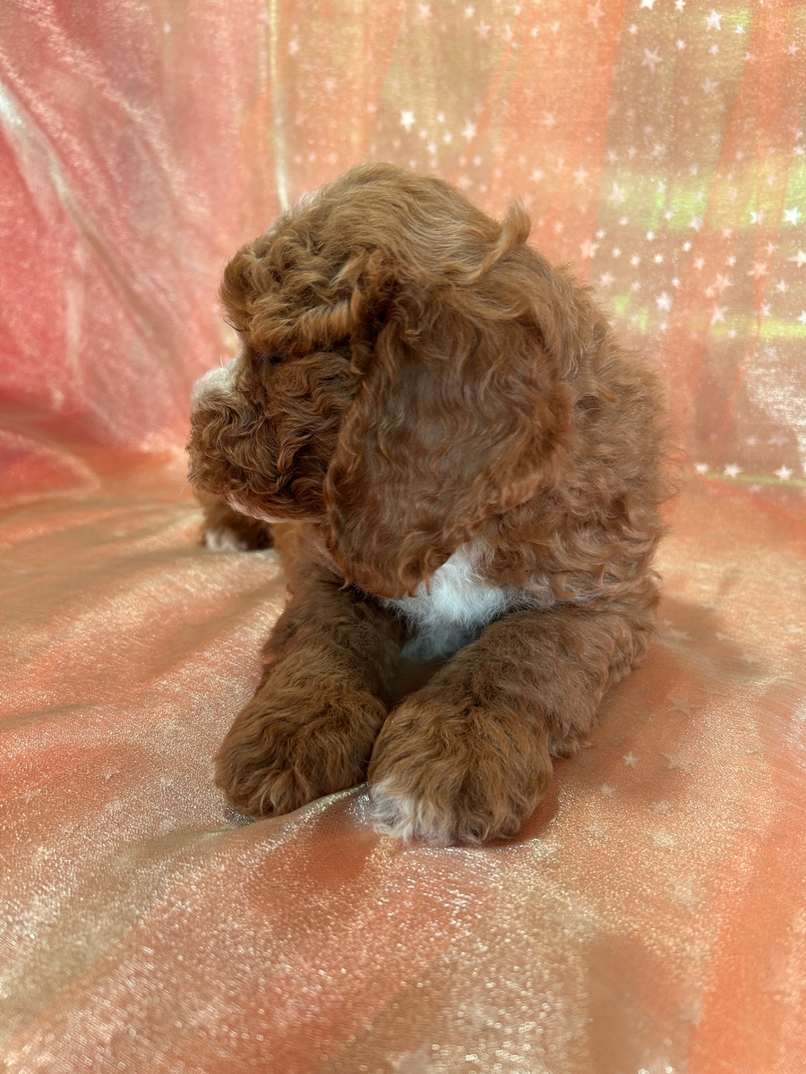 Cockapoo Breeder, Iowa and Minnesota, Puppies Ready!