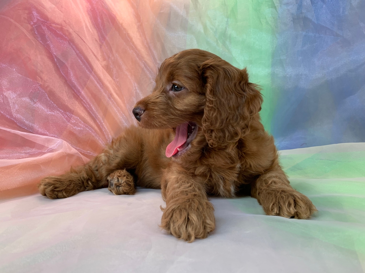 Iowa Cockapoo Puppies for Sale, Professionally Bred Cockapoos