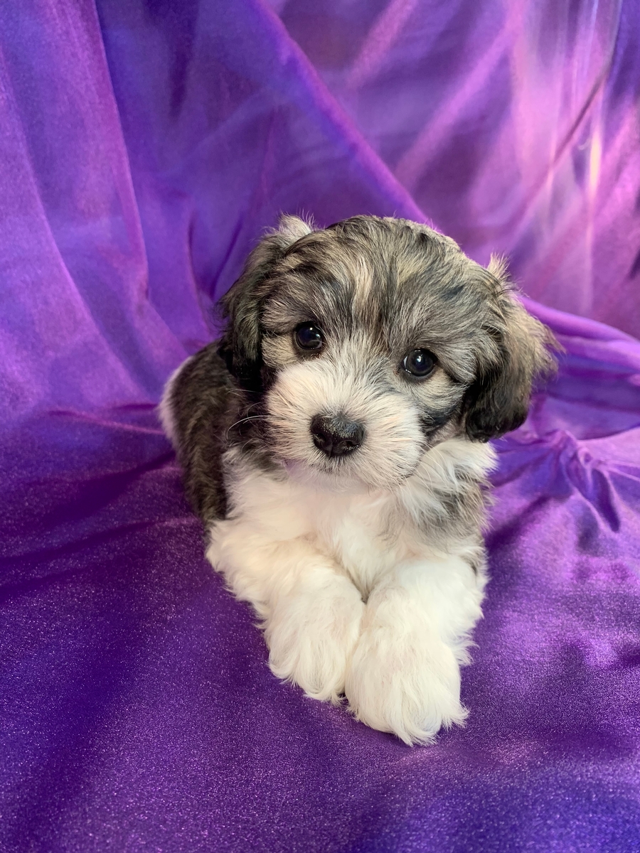 Iowa Schnoodles for Sale, Iowa Schnoodle Breeders