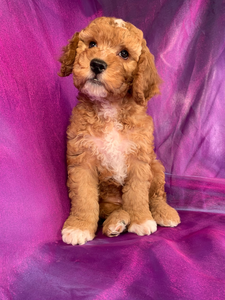 Dark Apricot Cockapoo Puppies for Sale, Iowa Breeders