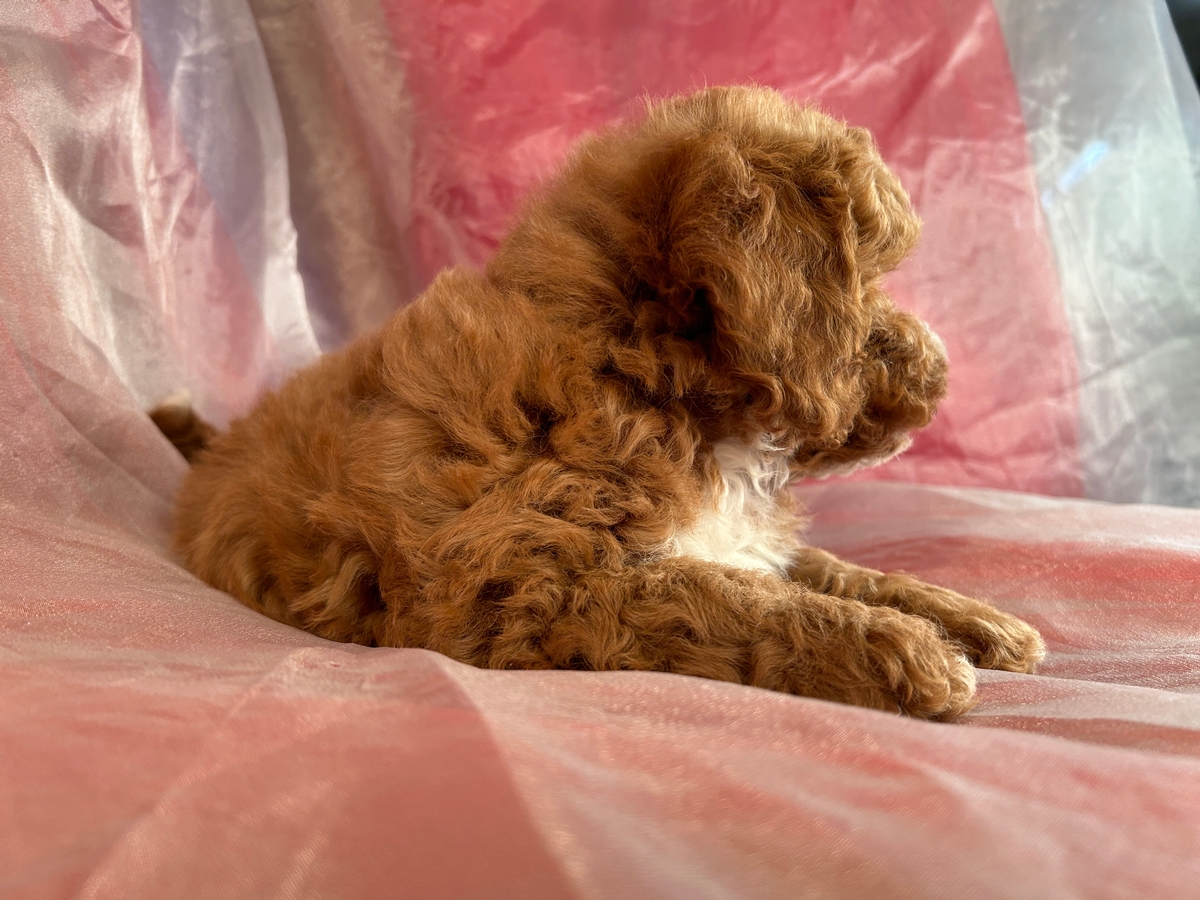 Professionally Breeding Bichon Poodles in Iowa