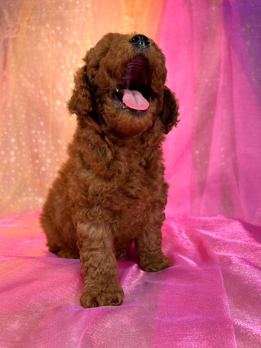 Dark Red Male Mini Bernedoodle Puppy for Sale