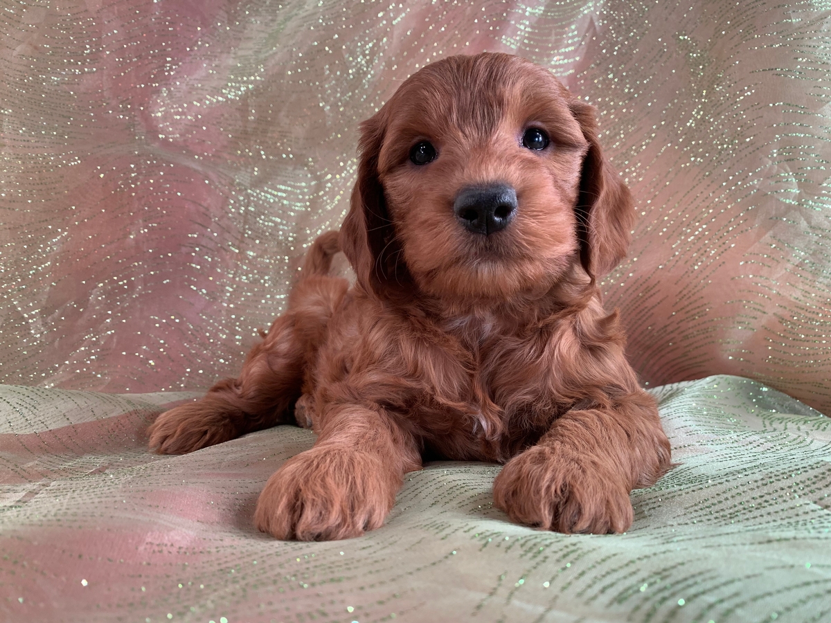Dark Red F1b Mini Goldendoodle Breeder, Iowa, Puppies Ready Now!