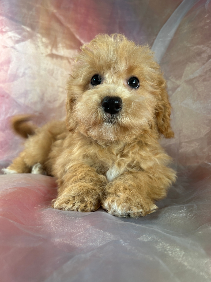Small Apricot Male F1b Mini Goldendoodle with White Markings $1200