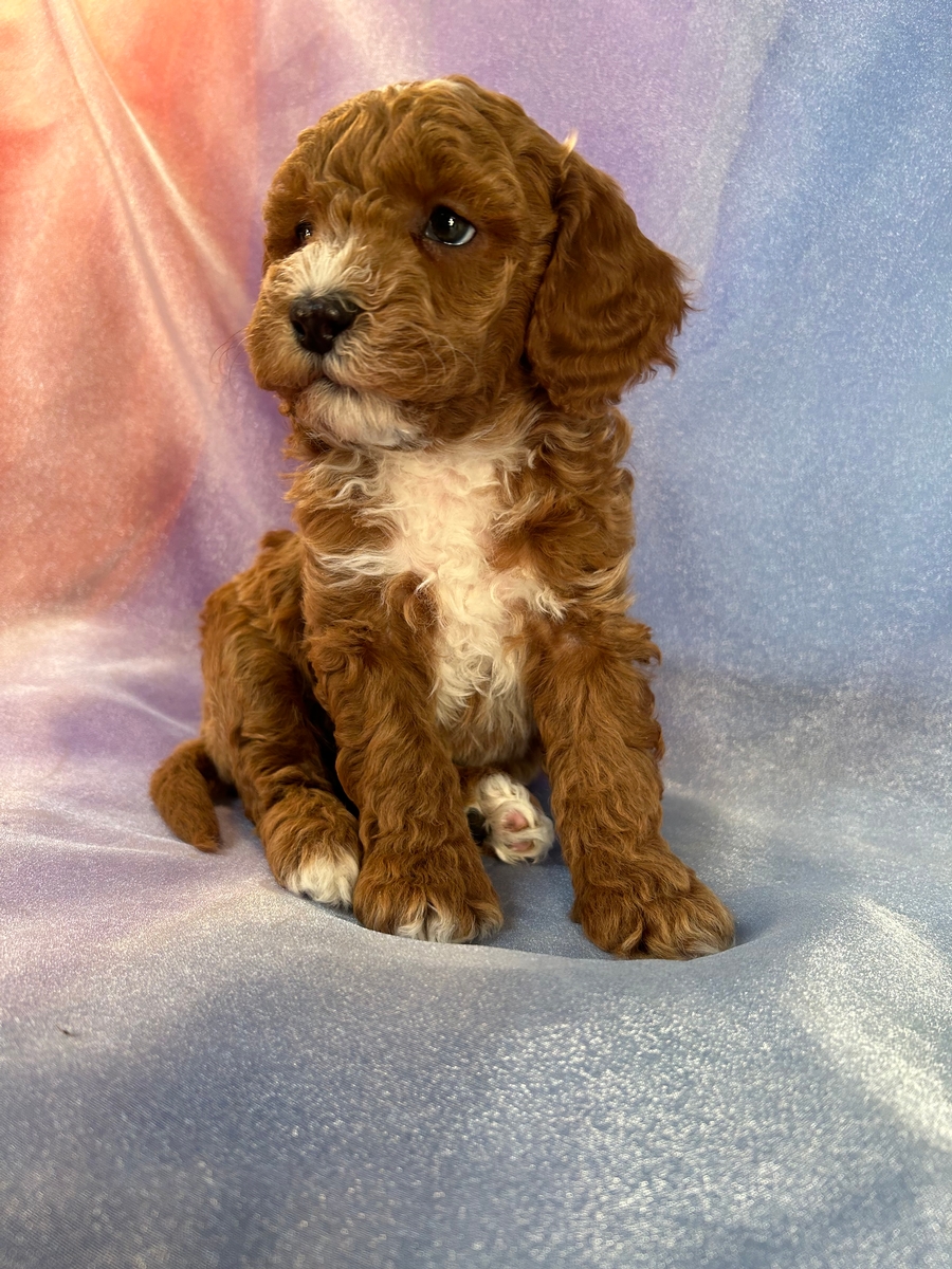 Dark Red Mini Goldendoodles, Males and Females Available Now!
