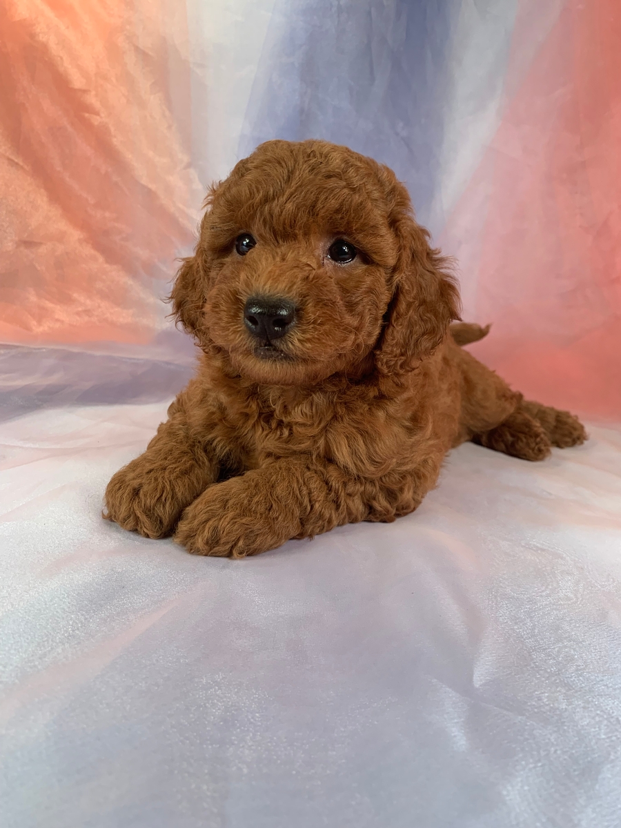 Iowa Breeders, Mini Goldendoodles, Dark Reds, Puppies Available Now!