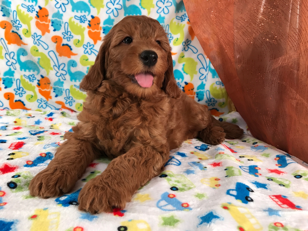 Mini Goldendoodle Breeders, Reds, Apricots, Parti-color, IA,MN,WI,IL