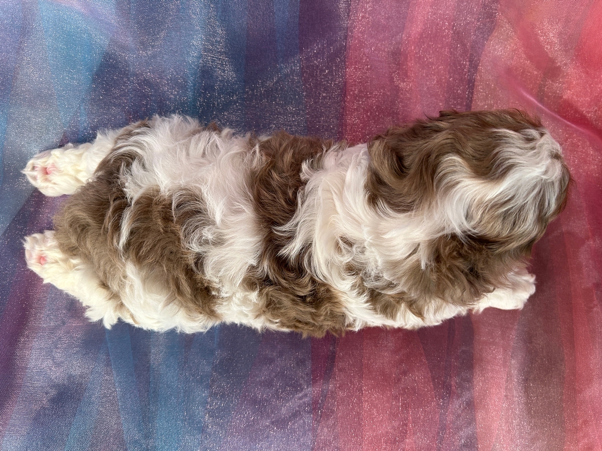Cockapoo Puppies for Sale | Cockapoo Breeder in Iowa