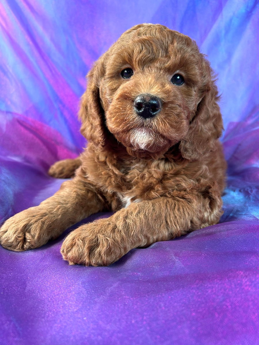 Dark Red F1b Bernedoodle Puppies for Sale, Mini's!