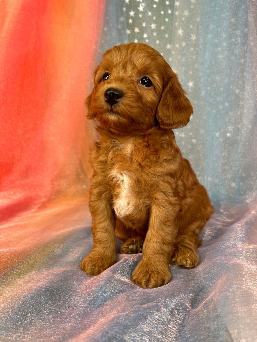 Miniature Bernedoodle - Purebred Pups