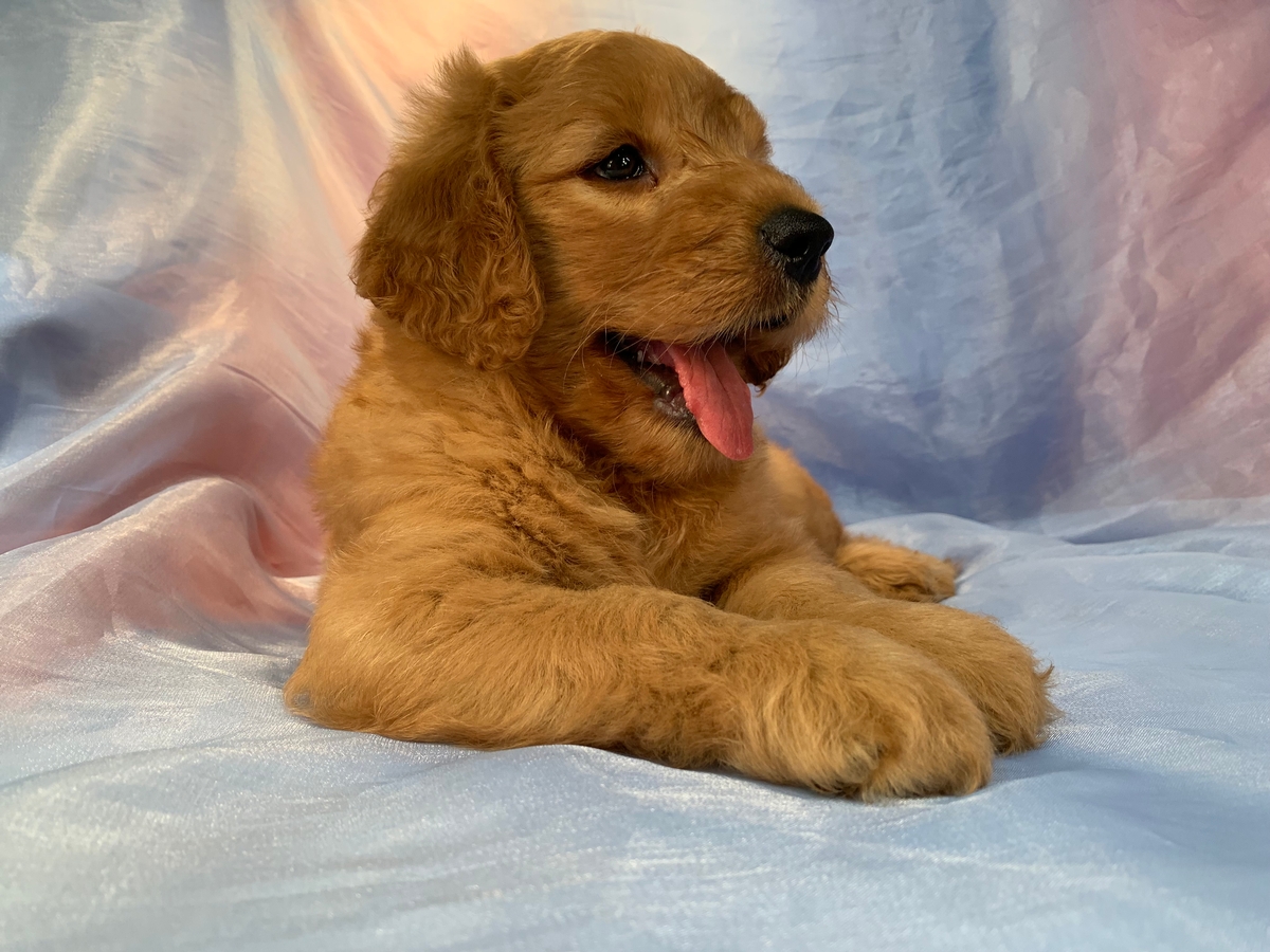Mini Goldendoodles for Sale, Iowa Breeder, F1b and F1 Puppies Available ...