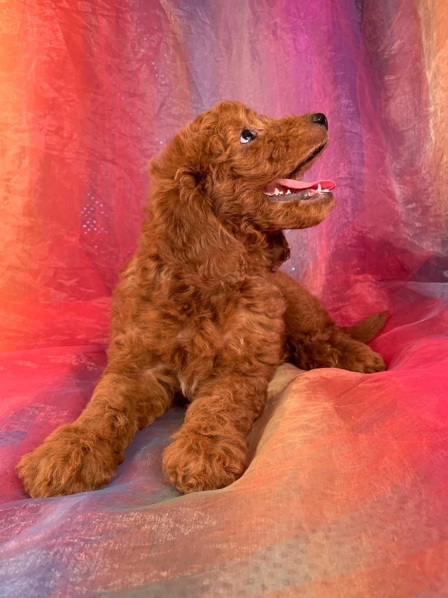 Dark Red Mini Goldendoodle Puppies, Professional Iowa Breeder