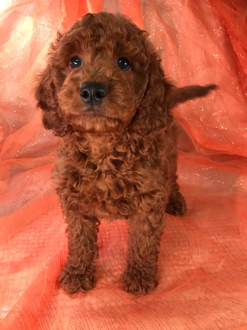 Dark Red Mini Goldendoodles For Sale! Perfect Breeder For IA, IL, WI, MN.