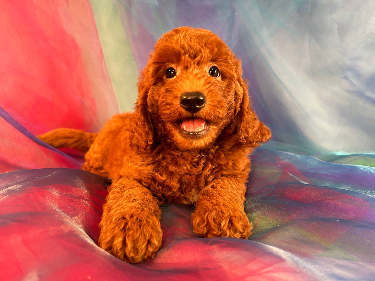 Dark Red Miniature Goldendoodles