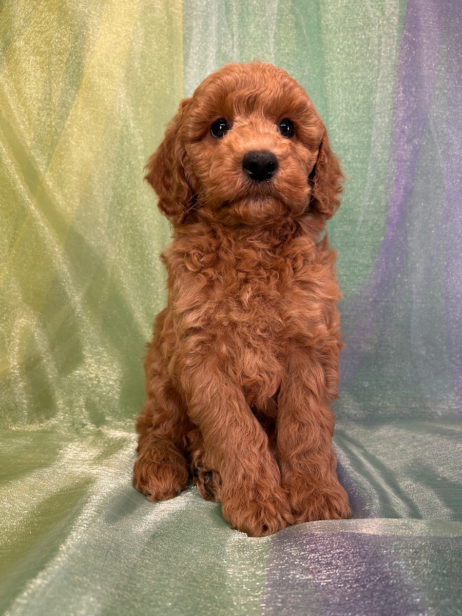 Schnoodle Puppies for Sale | Schnoodle Breeder in Iowa
