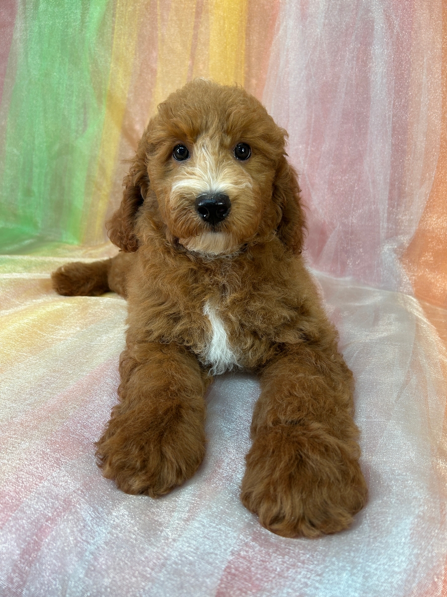 Mini Goldendoodle Puppies White