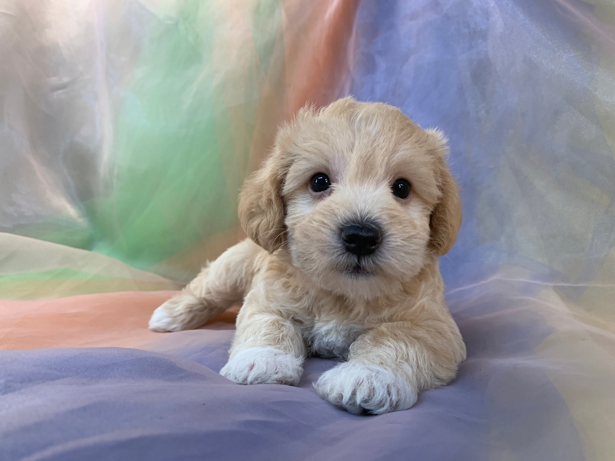 Miniature Schnoodle Breeders in Iowa, Schnoodles for Sale Now!
