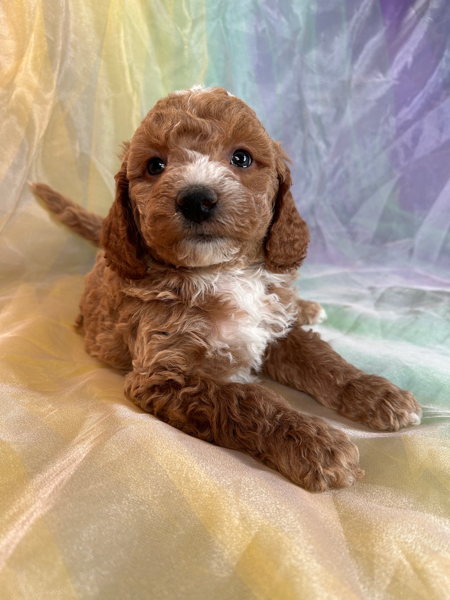 Red and White Bichon Poodle Puppies for Sale