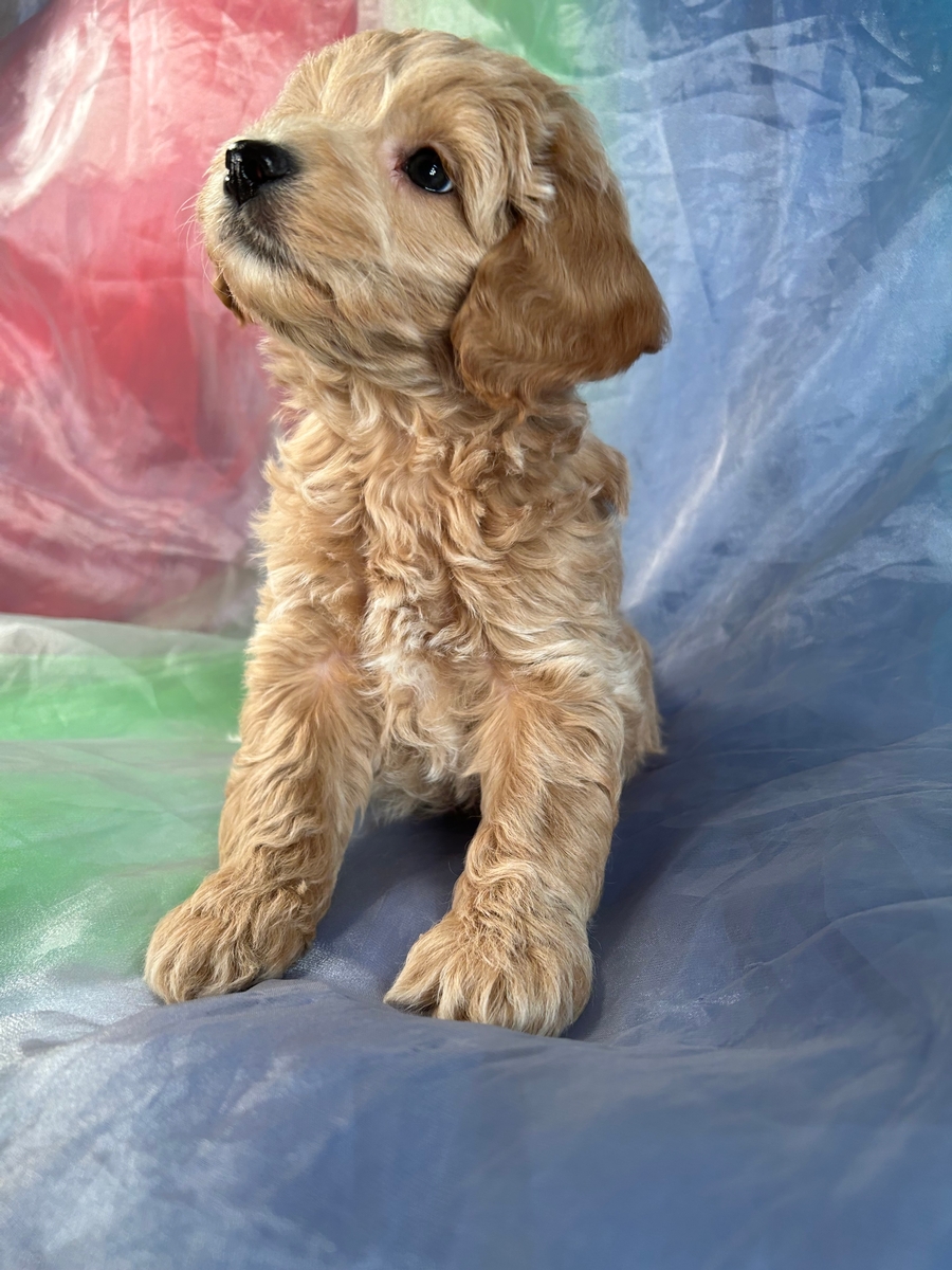 Bichon Poodle Puppies for Sale, Iowa