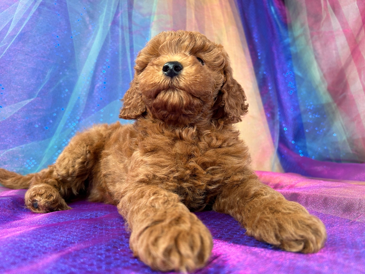 Professionally Bred F1b Puppies, Miniature Goldendoodles, Iowa