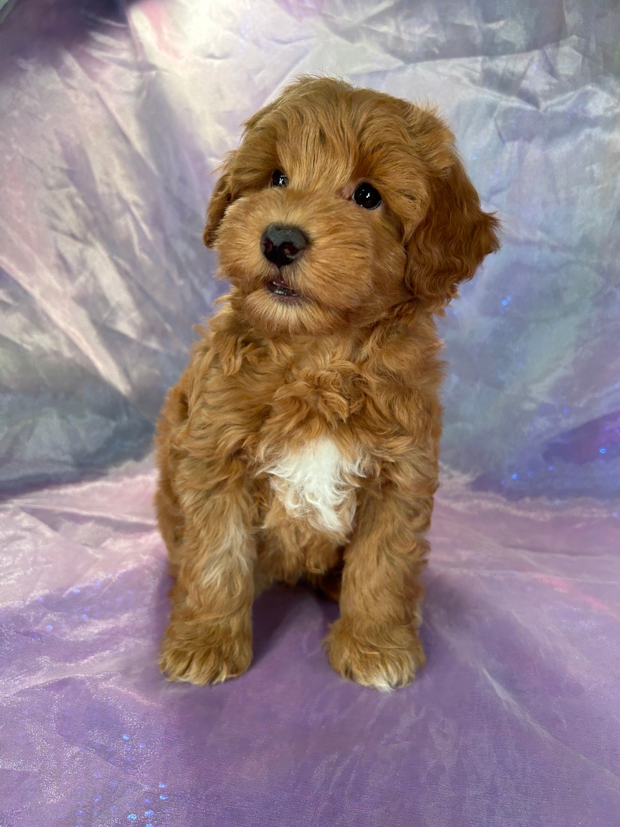 F1b Schnoodle Puppies for Sale, IA, MN, WI