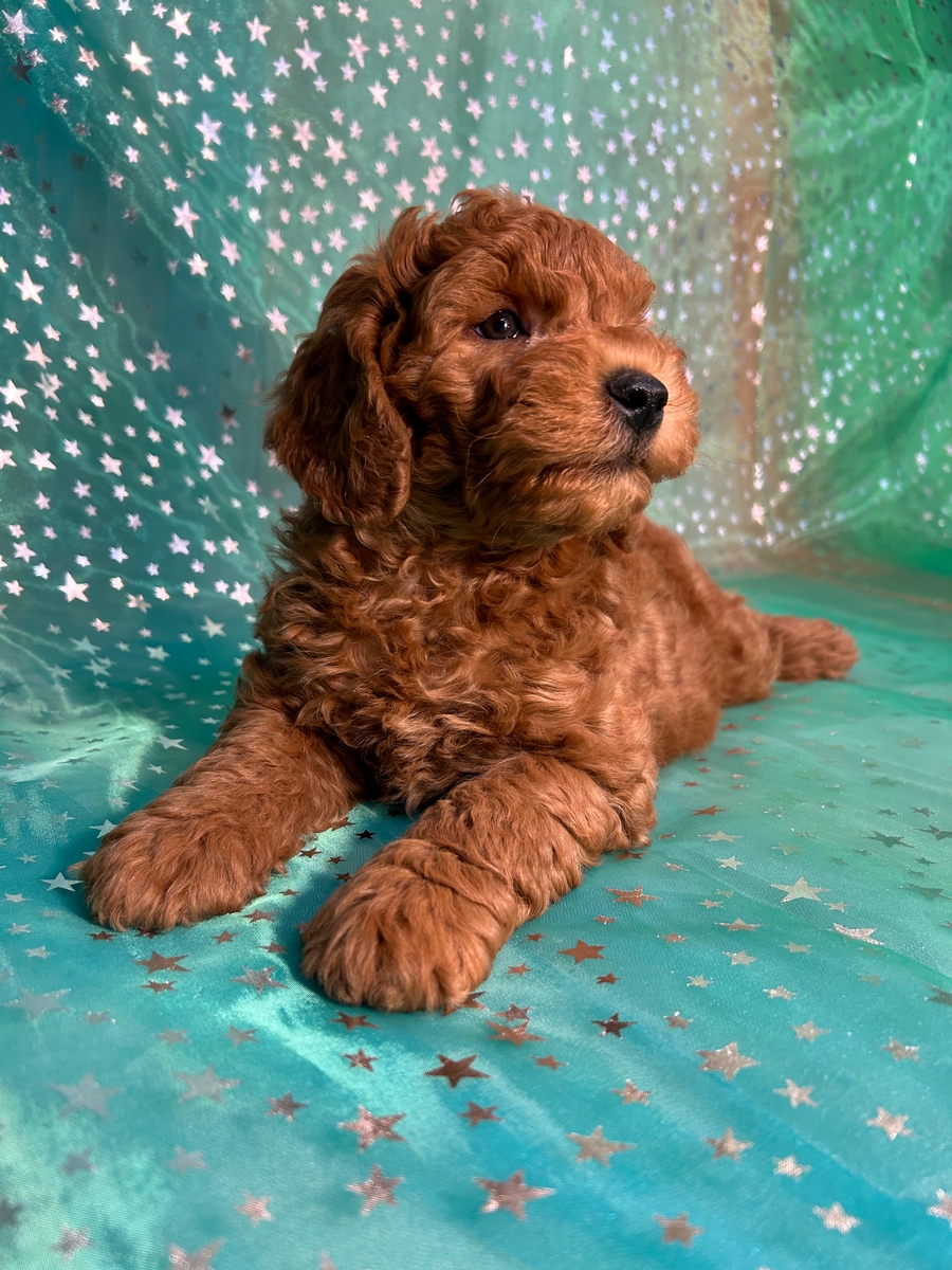 Schnoodle Puppies for Sale | Schnoodle Breeder in Iowa