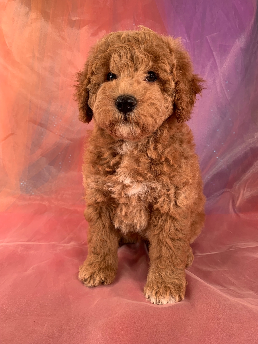 Dark Red Miniature Schnoodle Pups, Iowa Breeder, Puppies Available Now!