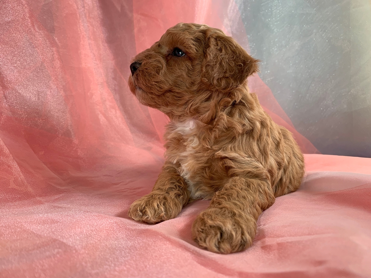 Miniature Schnoodle Puppies for Sale, Professional Iowa Breeder, Red ...