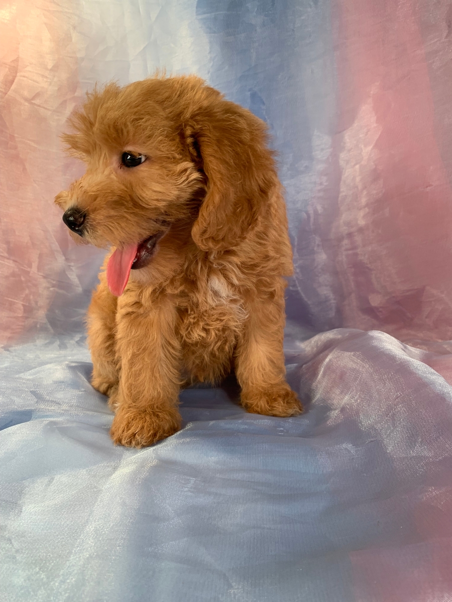 Dark Apricot Schnoodle Puppies for Sale in Iowa