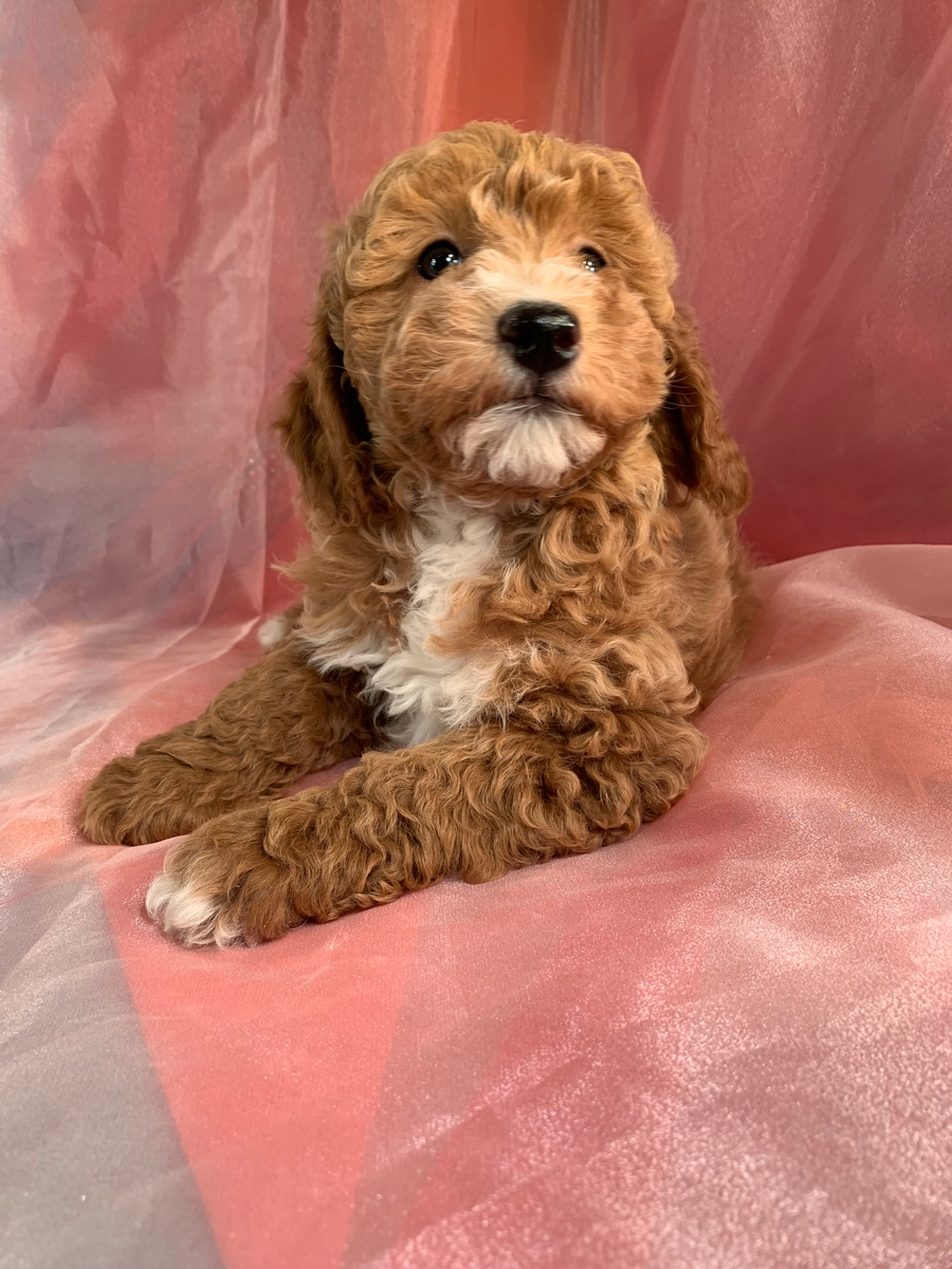 Puppies for Sale, Dark Red with White Markings, Schnoodle Breeders, Iowa