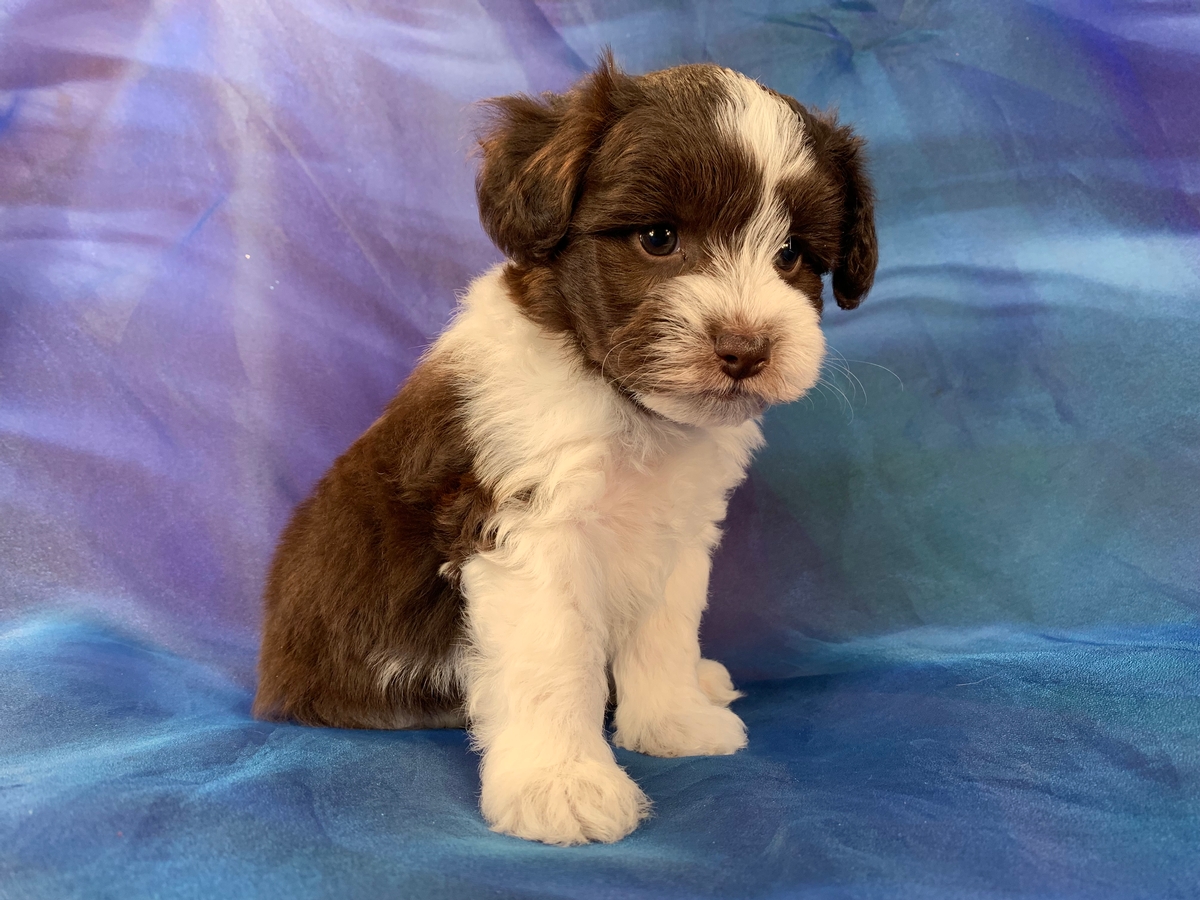 Chocolate and White F1 Mega Coat Miniature Schnoodle Puppy for Sale, Iowa