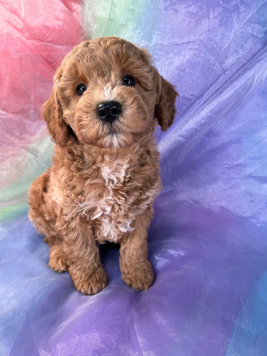 Dark Red Mini Schnoodle Breeders in Iowa