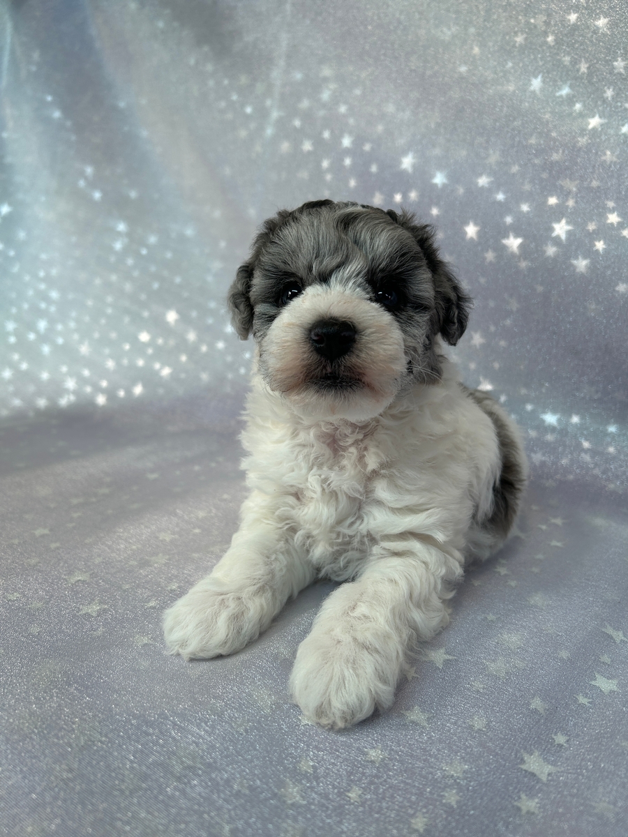 Schnoodle Puppies for Sale | Schnoodle Breeder in Iowa