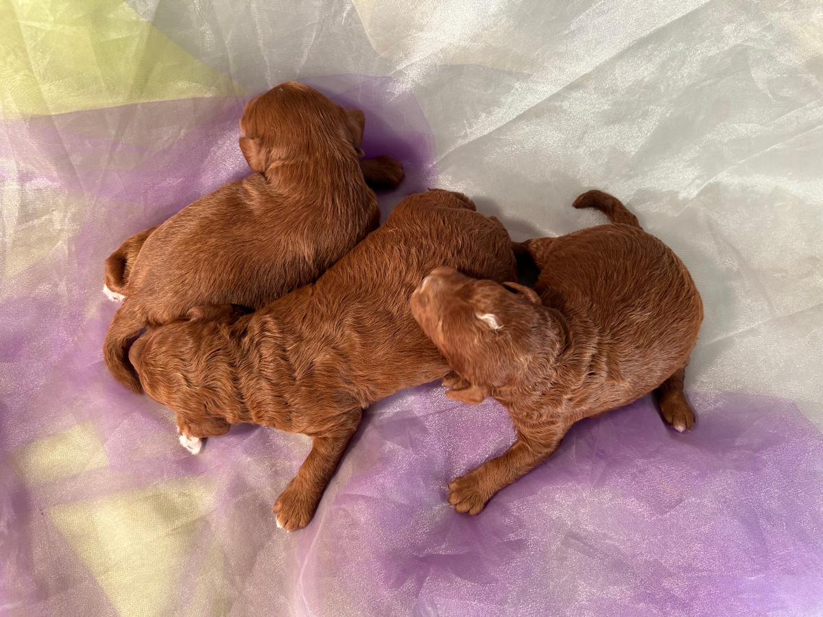 Dark Red F1b Mini Bernedoodles for Sale in Iowa