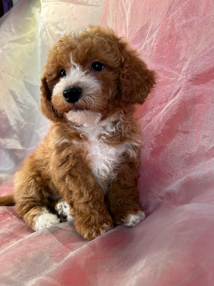 Dark Red Bichon Poodle with White Markings for Sale