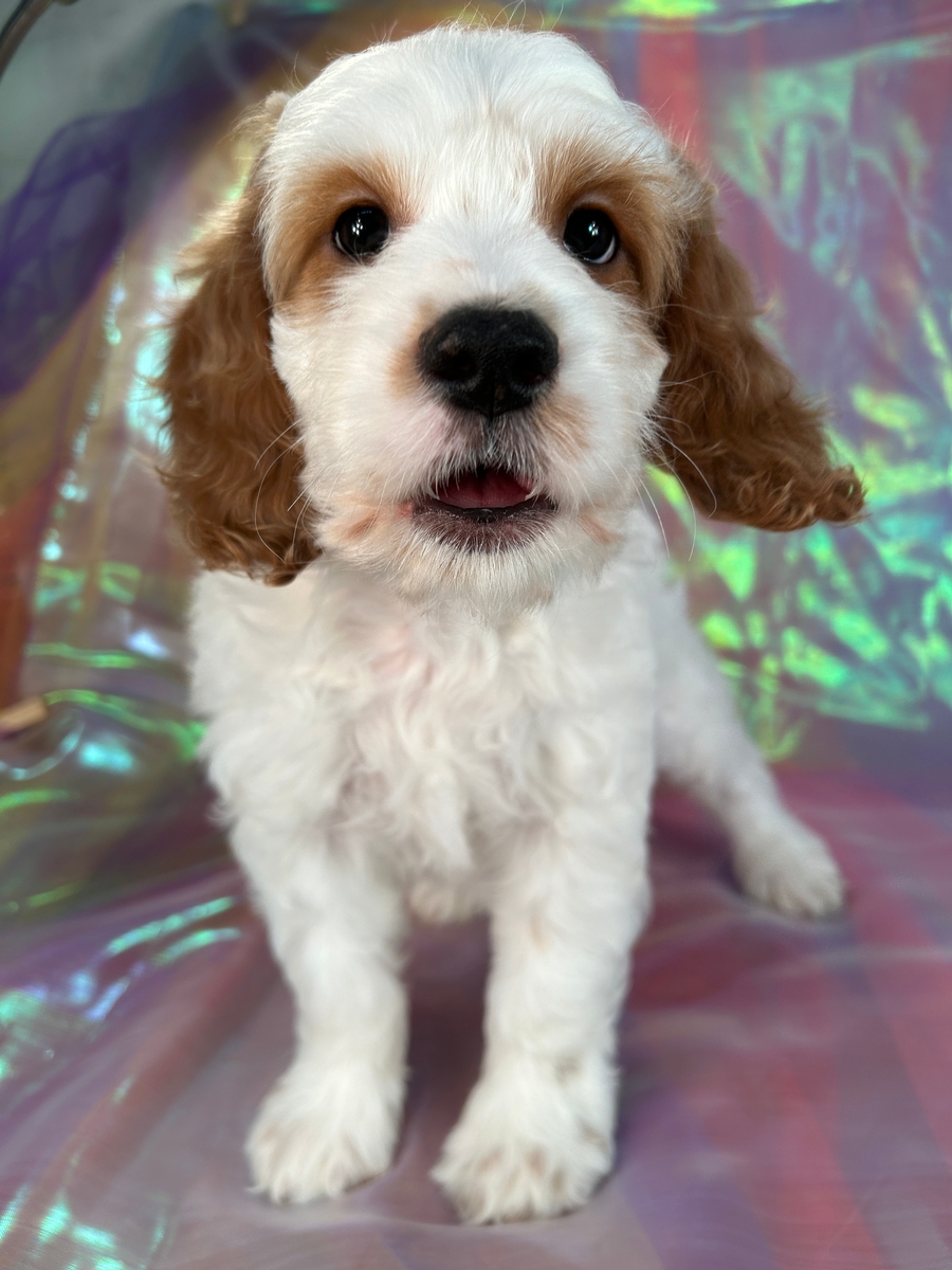 Cockapoos, White with Dark Red Markings, Iowa, Minnesota Breeder