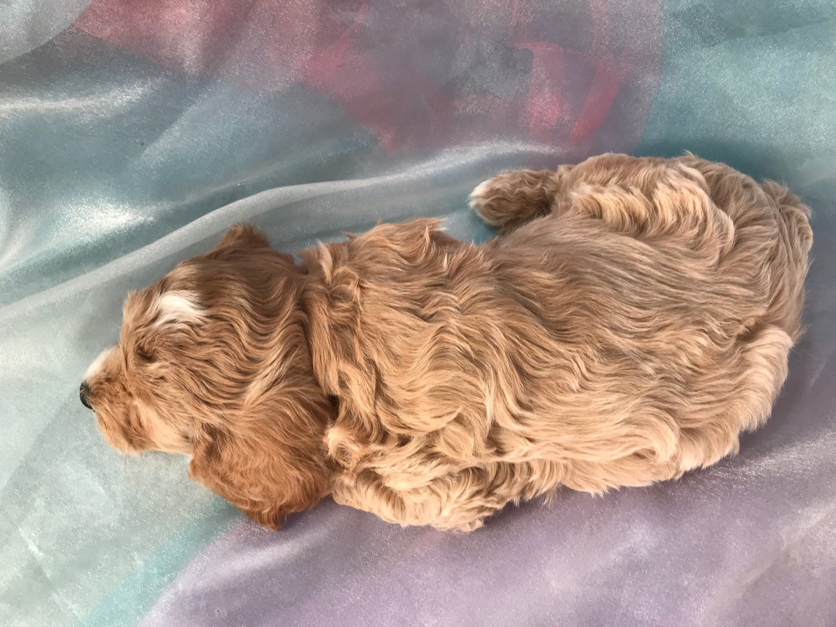 Male Cockapoos for sale In Iowa By Professional Cockapoo Breeders