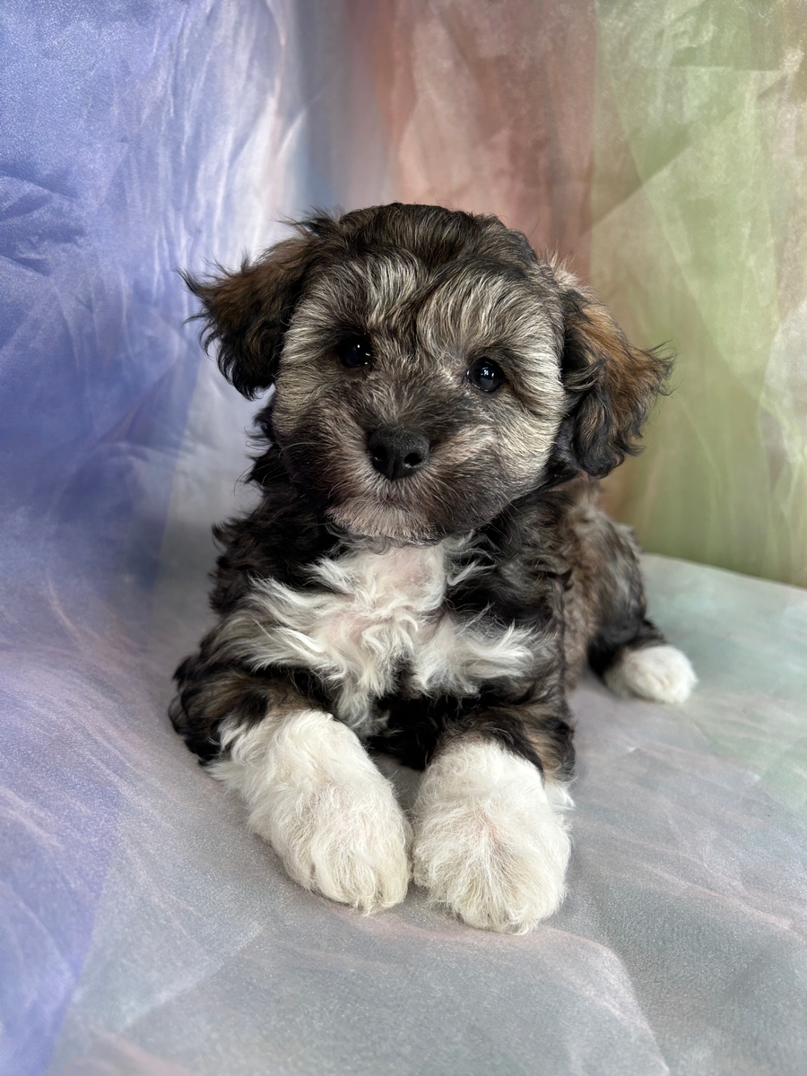 Miniature Schnoodles, Mega Coat, Fours Colors on This Pup!