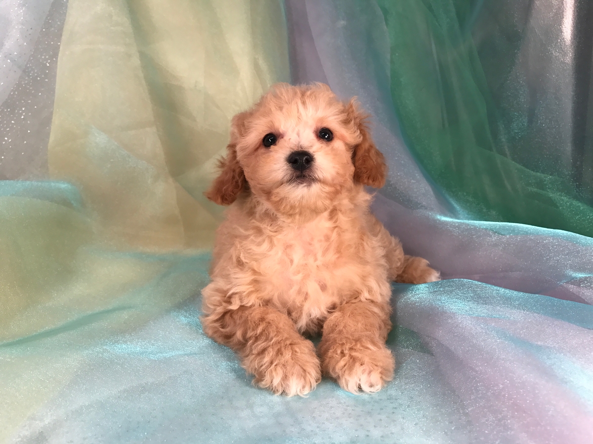 Iowa-Bichon Poodle Puppies For Sale-Breeder Direct!