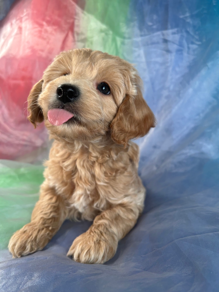 Bichon Poodle Puppies for Sale, Iowa