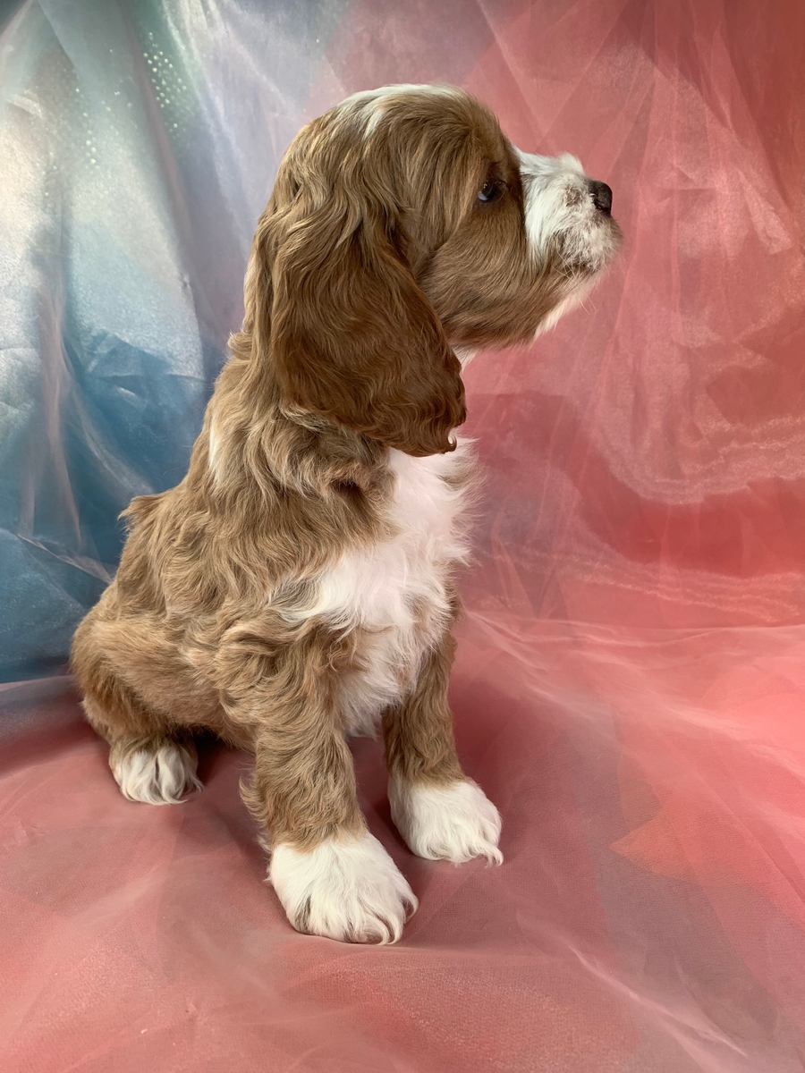 Iowa Cockapoos for Sale, Professional Breeder, White Markings