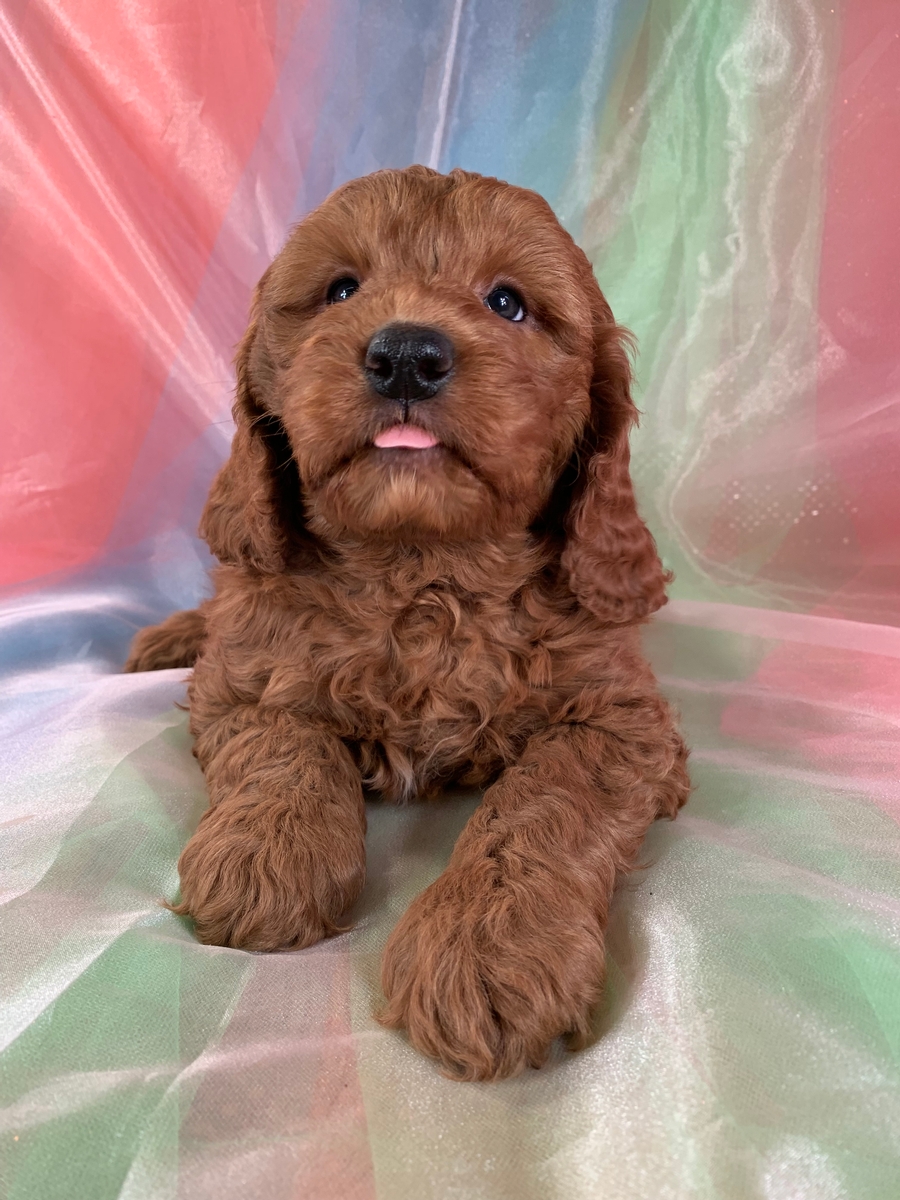 Dark Red Mini Bernedoodle Puppies for Sale in Iowa, Available Now!