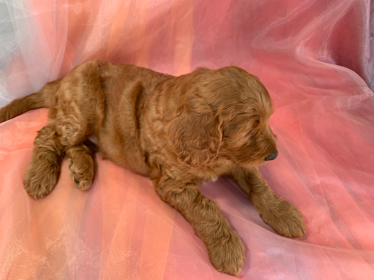 Mini Bernedoodle Breeders In Iowa, Dark Red Puppies Available Now!