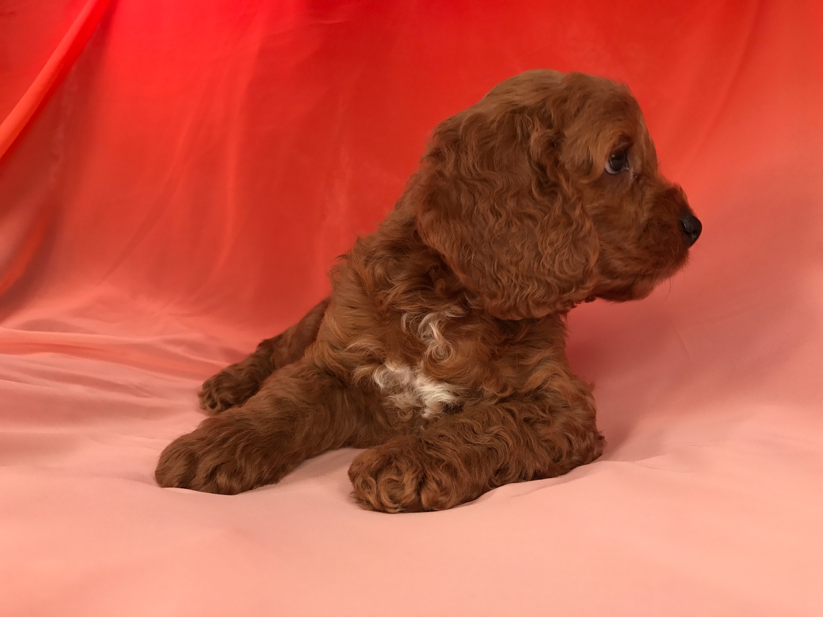 Breeders-Minnesota-Iowa-Cockapoos-Dark Reds