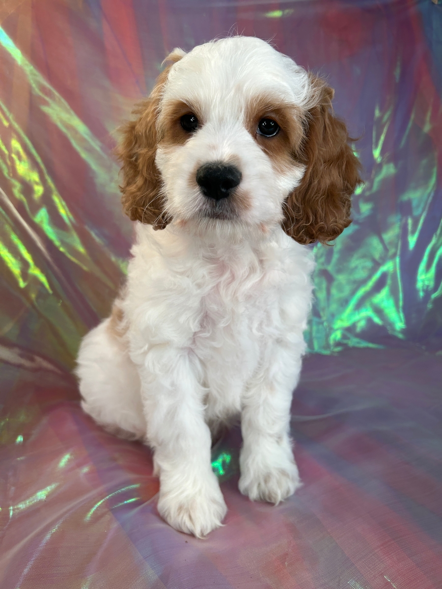 Cockapoo Puppies for Sale | Cockapoo Breeder in Iowa