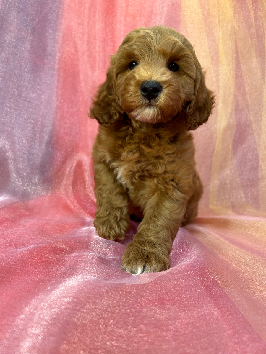 Illinois, Minnesota and Iowa, Best Cockapoo Breeder