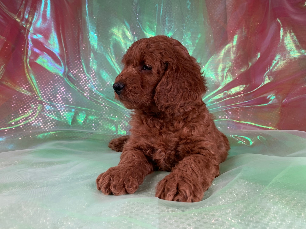 Dark Red Mini Goldendoodles Available, Puppies Red Now, Iowa Breeder