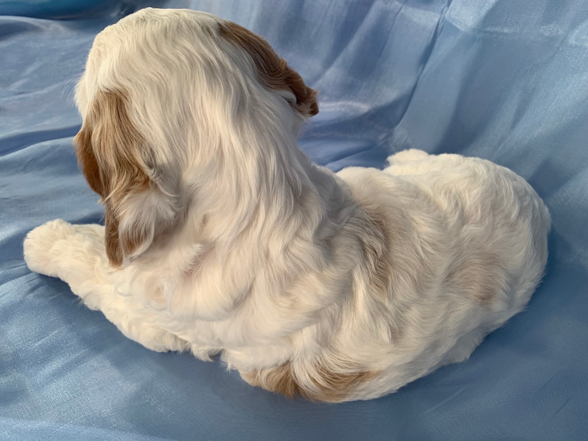 F1 White Cockapoos, Dark Red Markings, Iowa Breeder, Available Now!